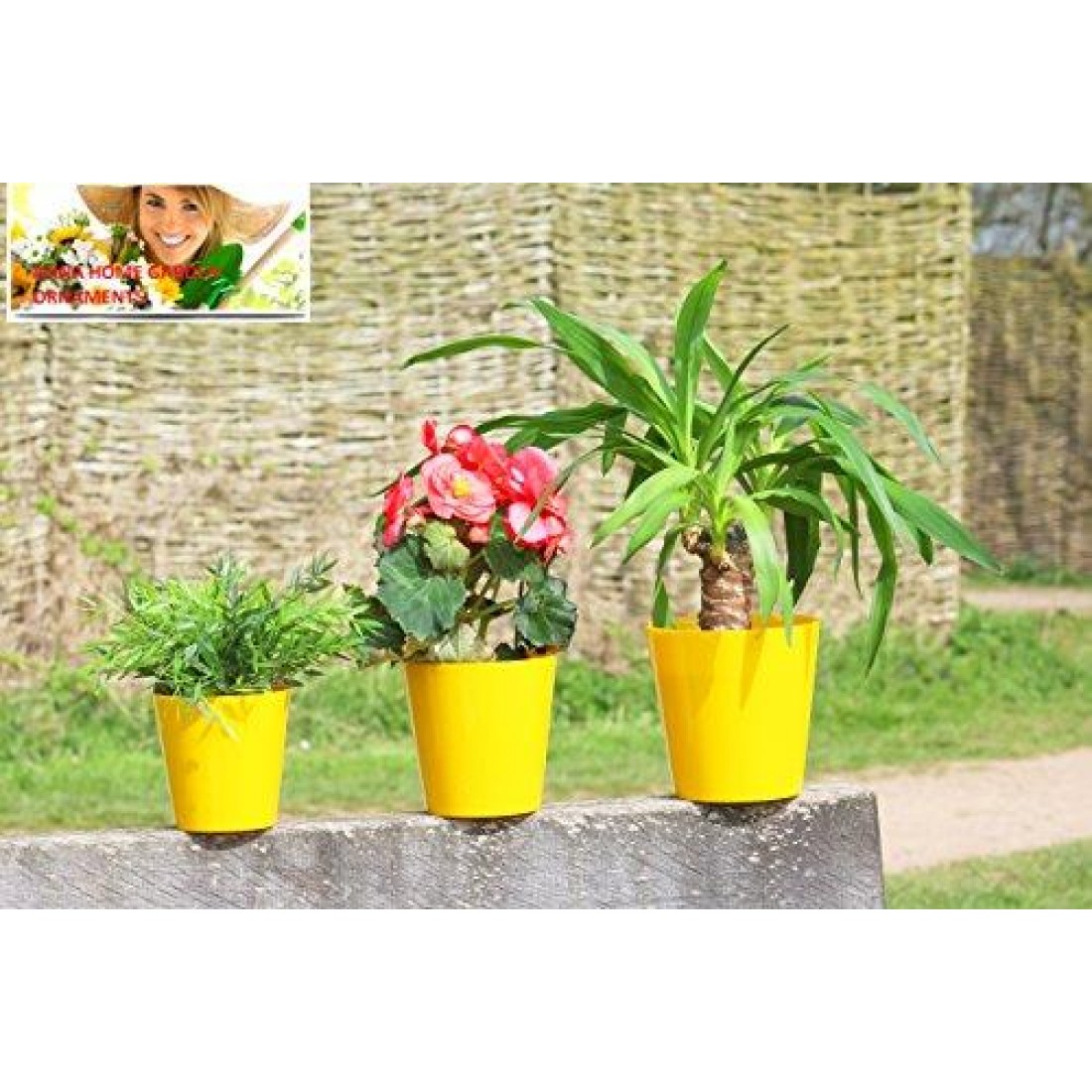 Plant Pots Indoor Yellow